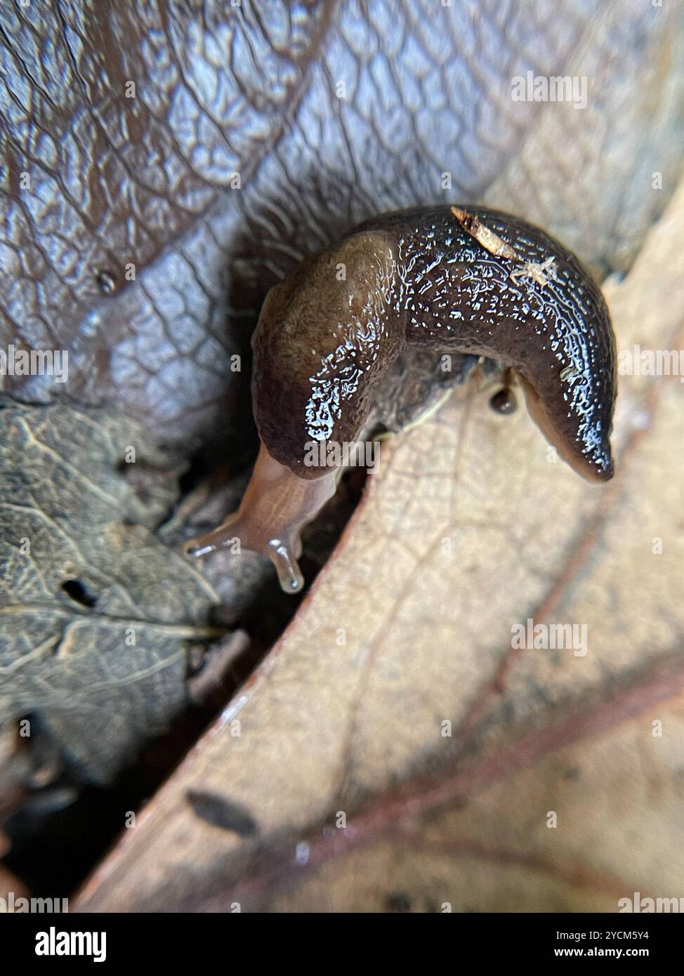 Threeband Slugs (Ambigolimax) Mollusca Stock Photo - Alamy