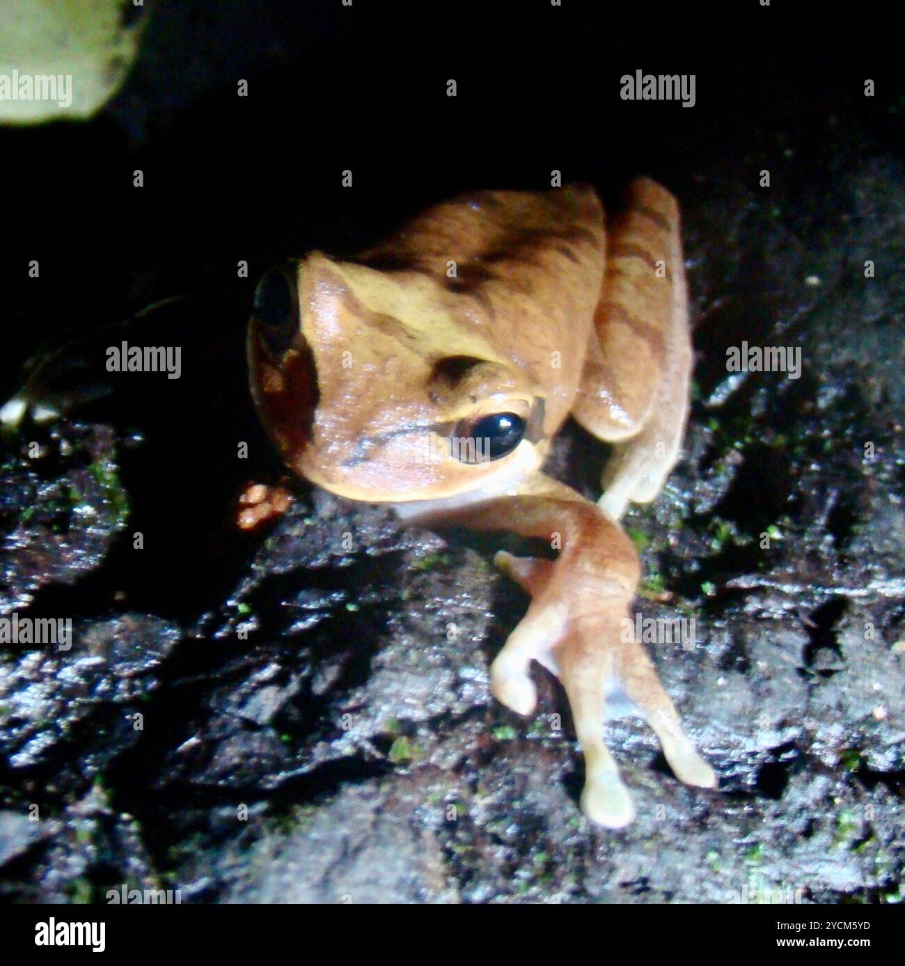 Masked Tree Frog (Smilisca phaeota) Amphibia Stock Photo - Alamy