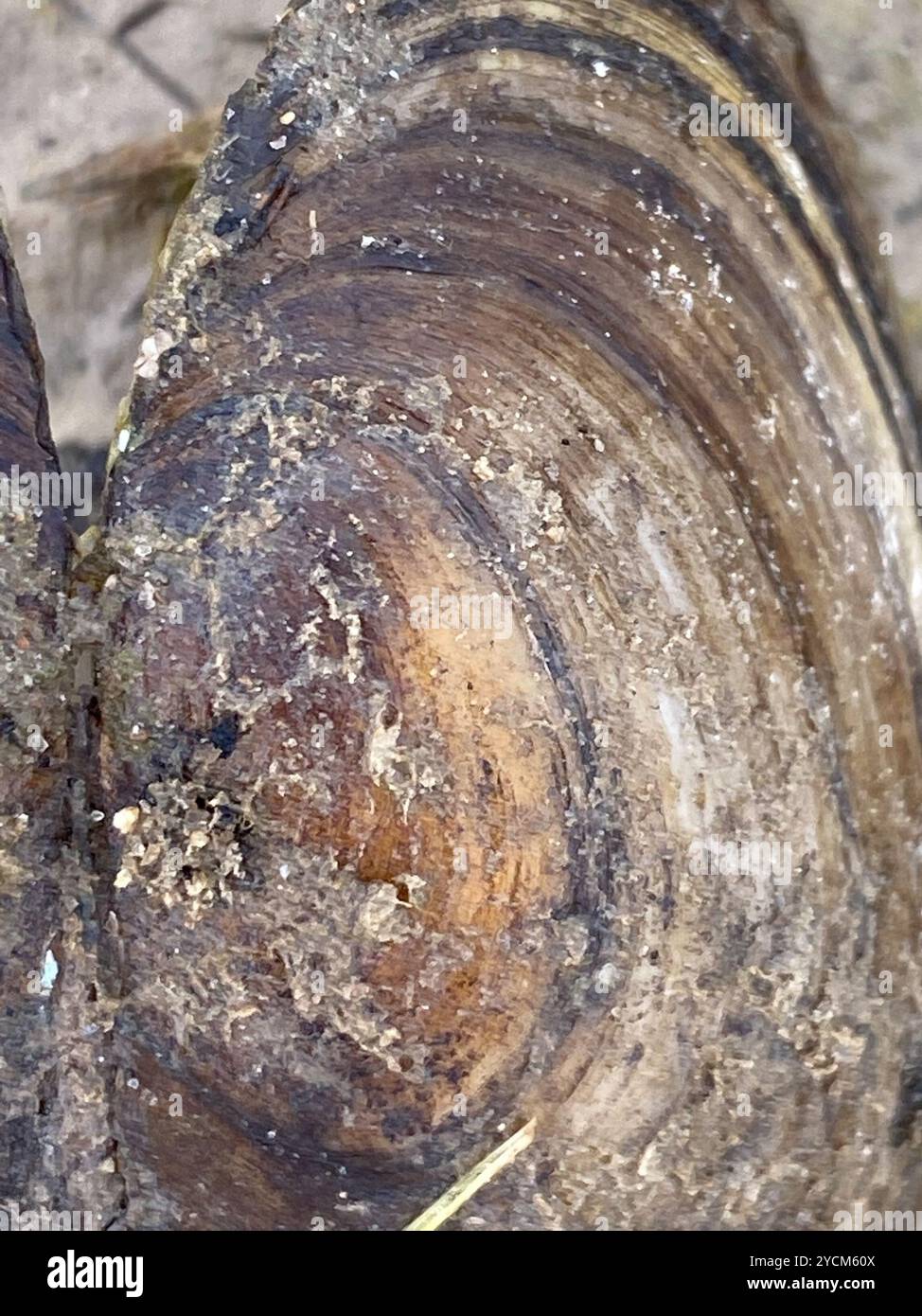 Swan Mussel (Anodonta cygnea) Mollusca Stock Photo - Alamy