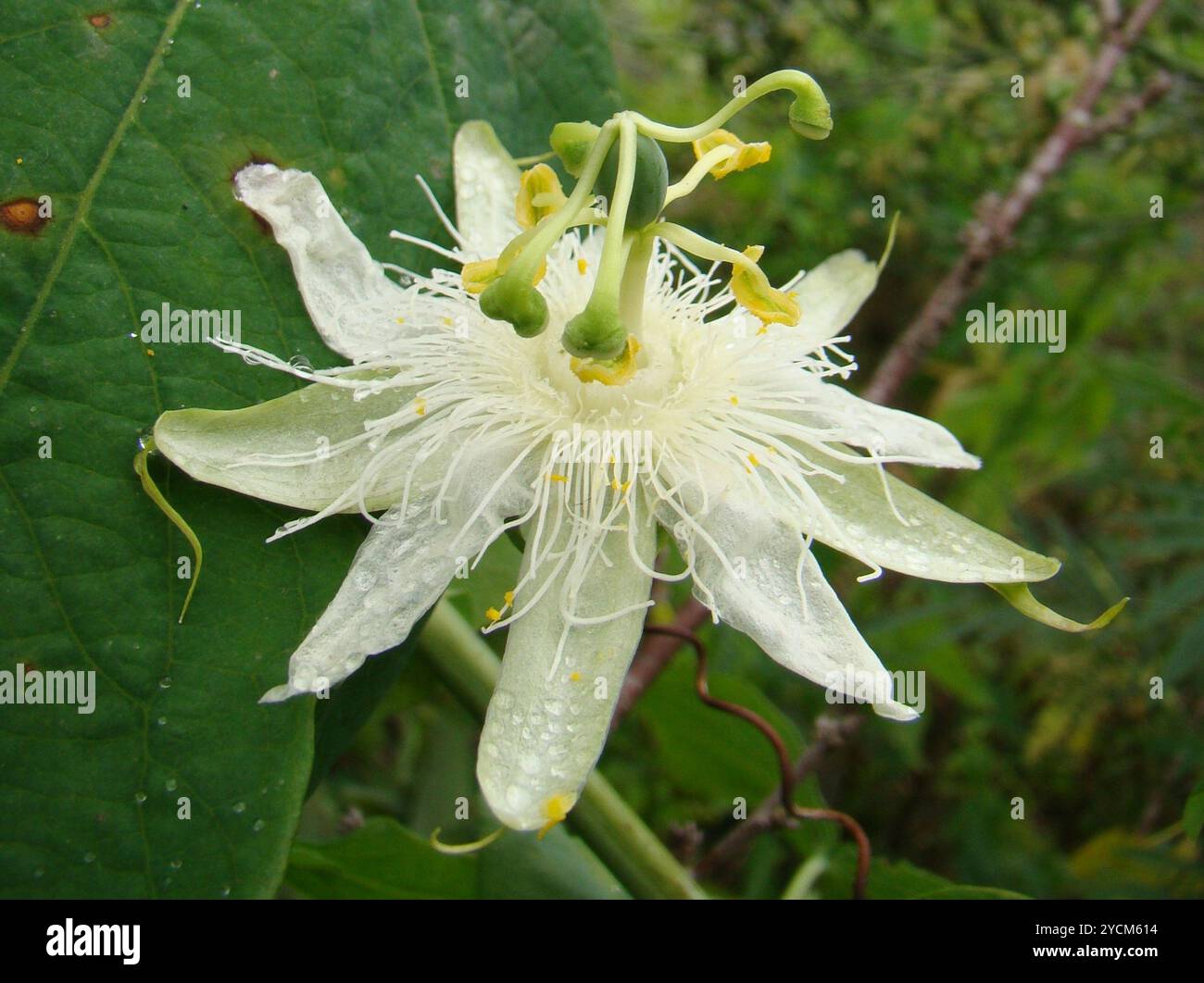 white passionflower (Passiflora subpeltata) Plantae Stock Photo - Alamy