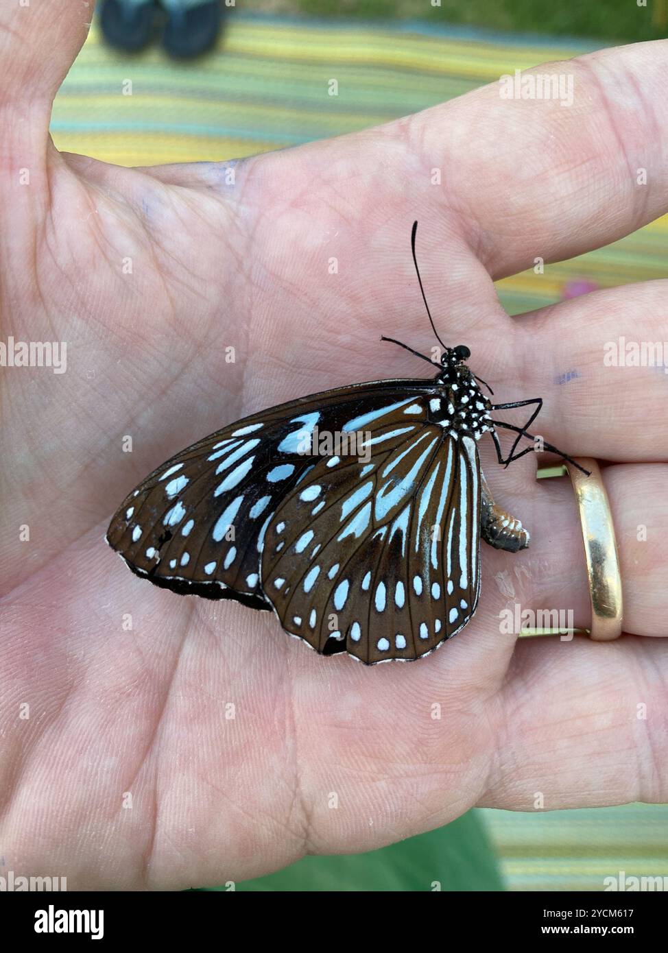 Blue Wanderer (Tirumala hamata) Insecta Stock Photo - Alamy