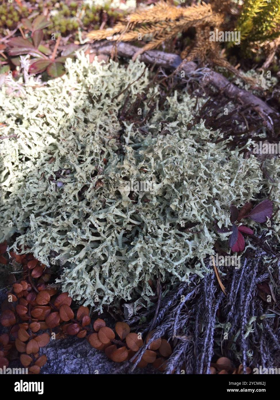 pixie cup and reindeer lichens (Cladonia) Fungi Stock Photo - Alamy
