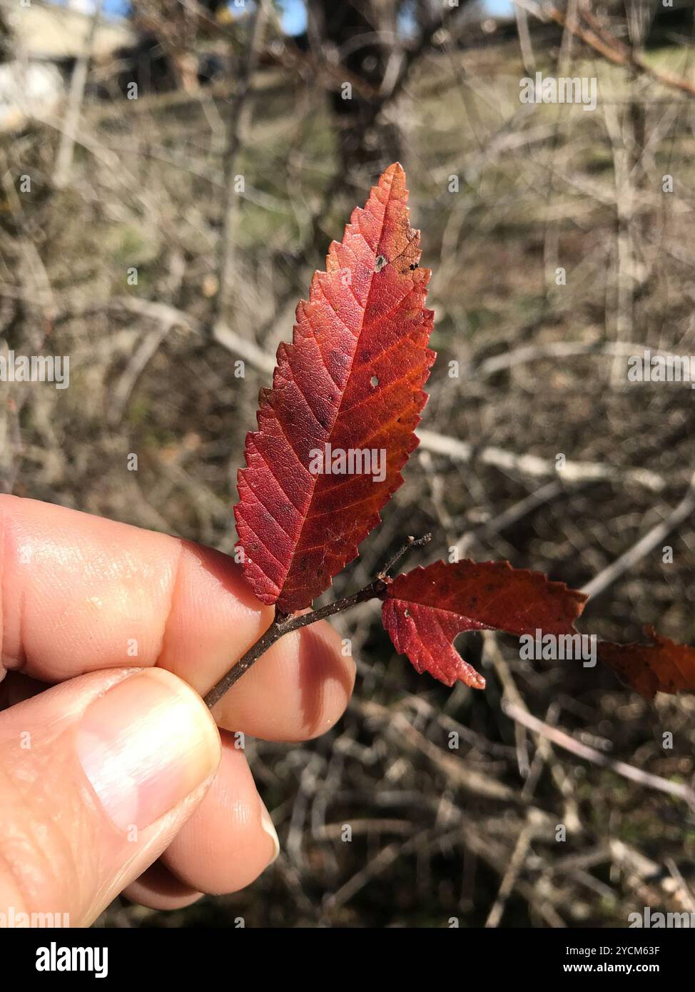 Cedar Elm (Ulmus crassifolia) Plantae Stock Photo - Alamy