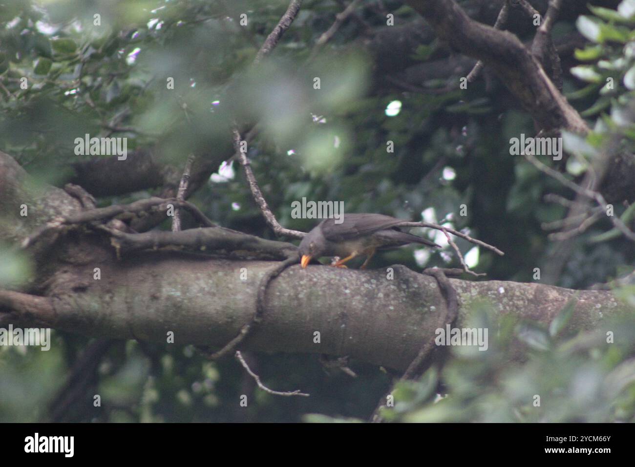 Karoo thrush hi-res stock photography and images - Alamy