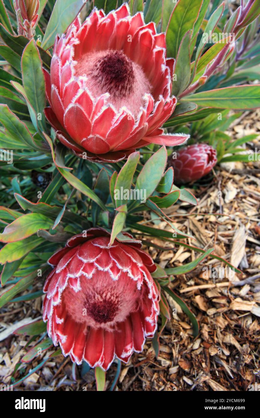 Two blooming protea flowers Stock Photo - Alamy