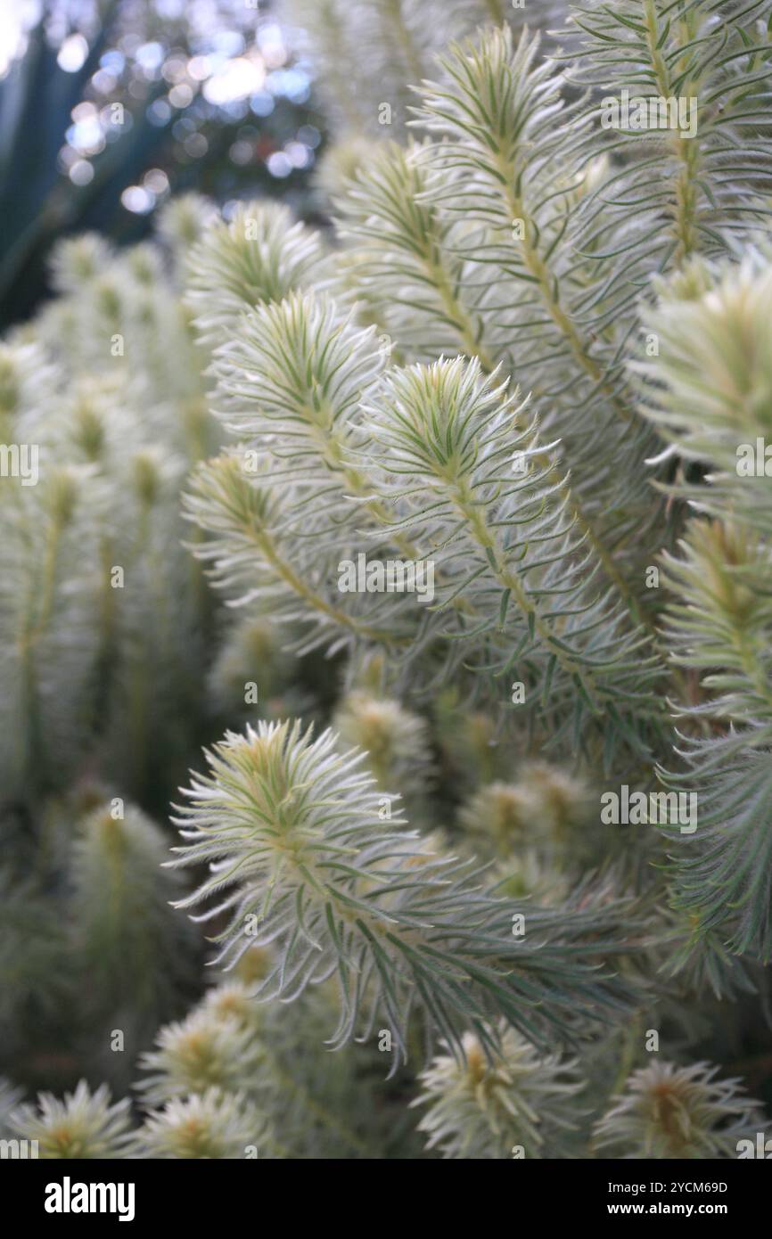 Flannel bush hi-res stock photography and images - Alamy