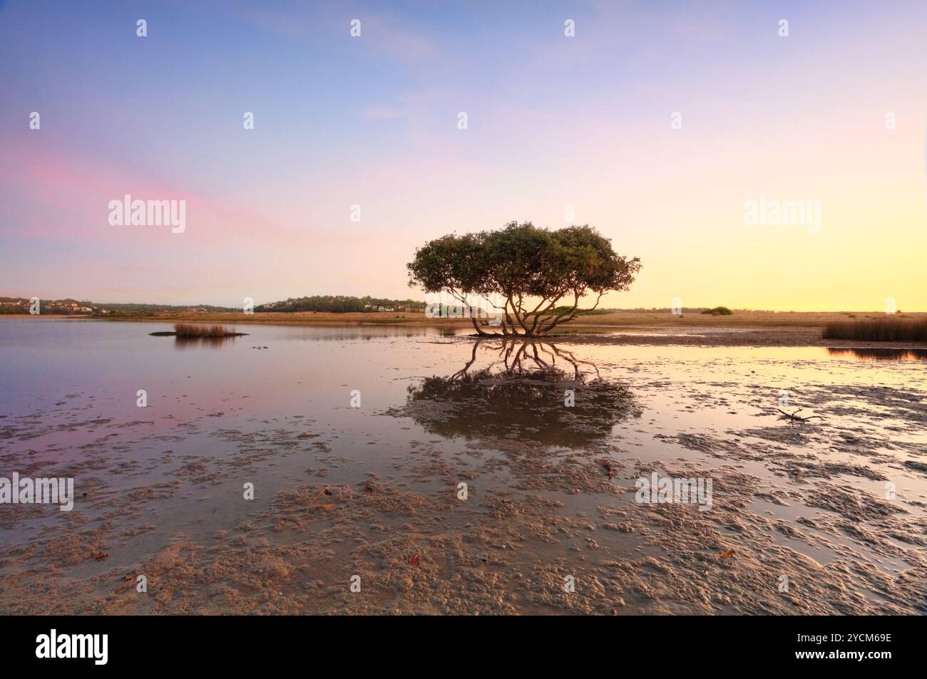 Lone Mangrove Tree Stock Photo - Alamy