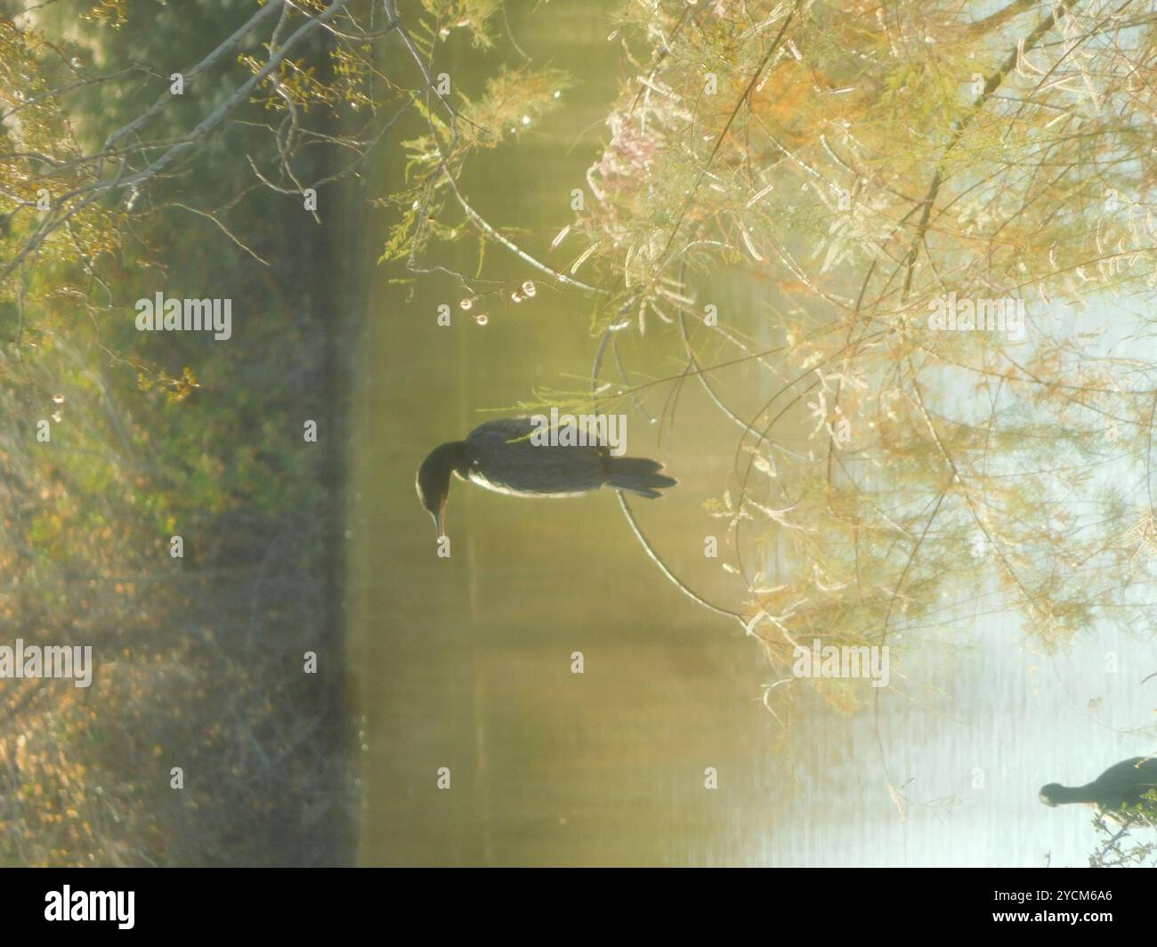 Neotropic Cormorant (Nannopterum brasilianum) Aves Stock Photo - Alamy