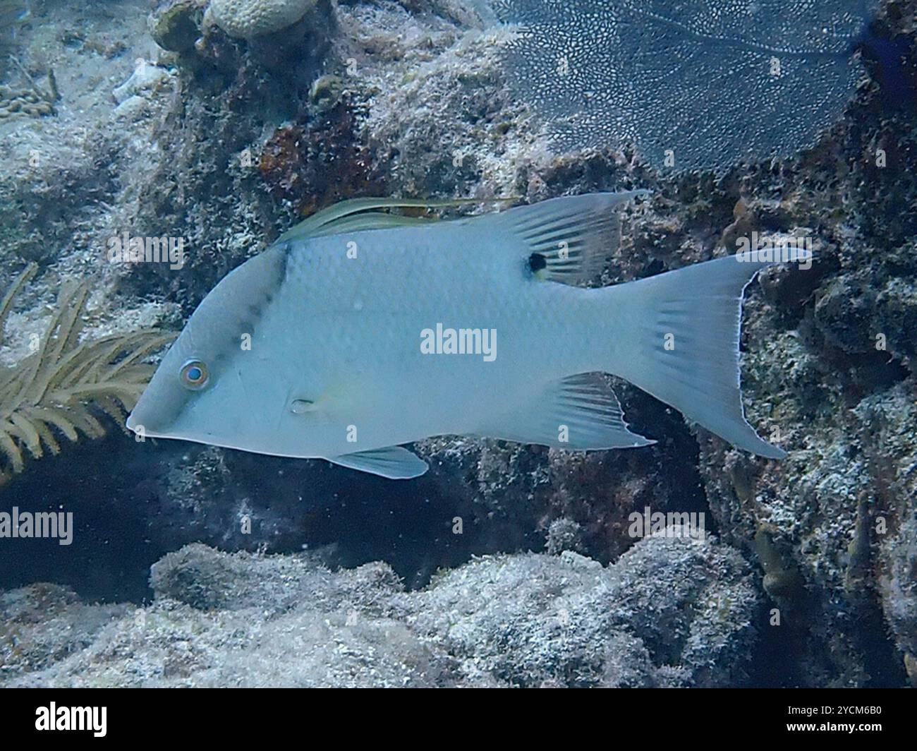 Hogfish (Lachnolaimus maximus) Actinopterygii Stock Photo - Alamy