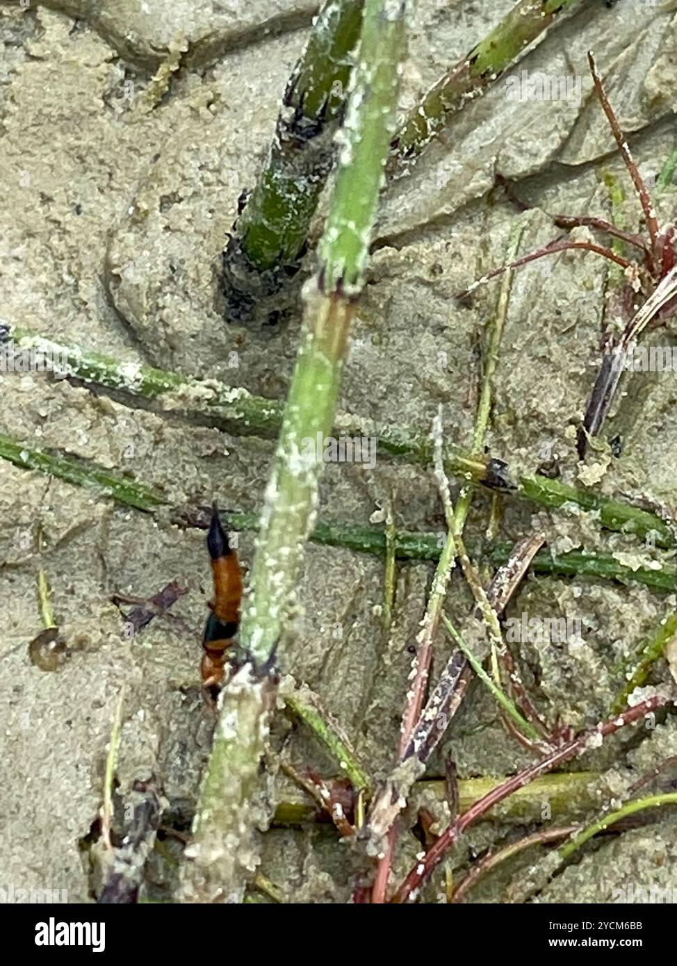 Whiplash Beetles (Paederus) Insecta Stock Photo - Alamy
