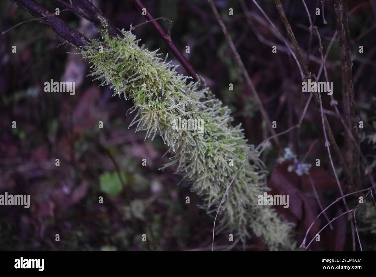 Common Feather-moss (Kindbergia praelonga) Plantae Stock Photo - Alamy