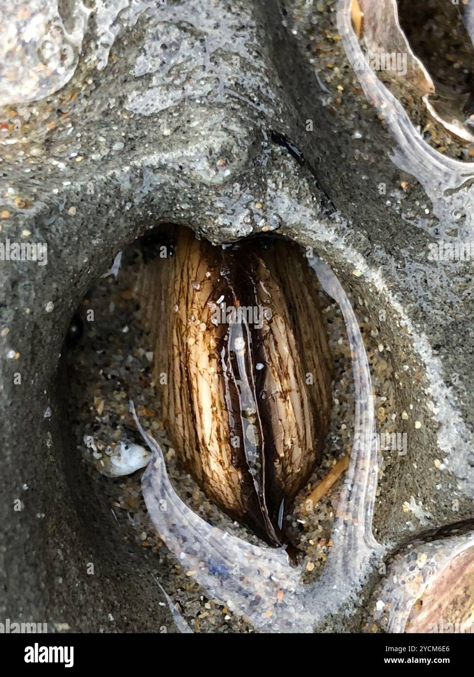 Piddocks and Angelwings (Pholadidae) Mollusca Stock Photo - Alamy