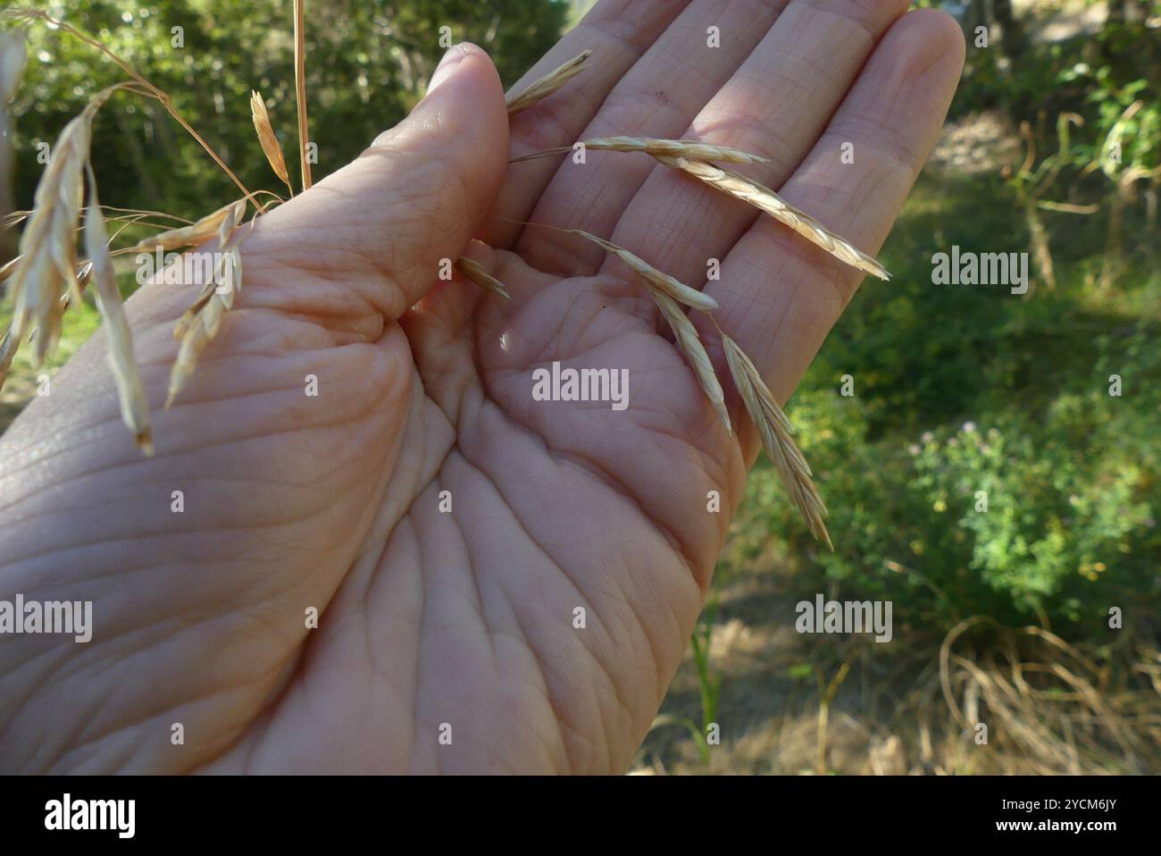 Smooth Brome (Bromus inermis) Plantae Stock Photo - Alamy