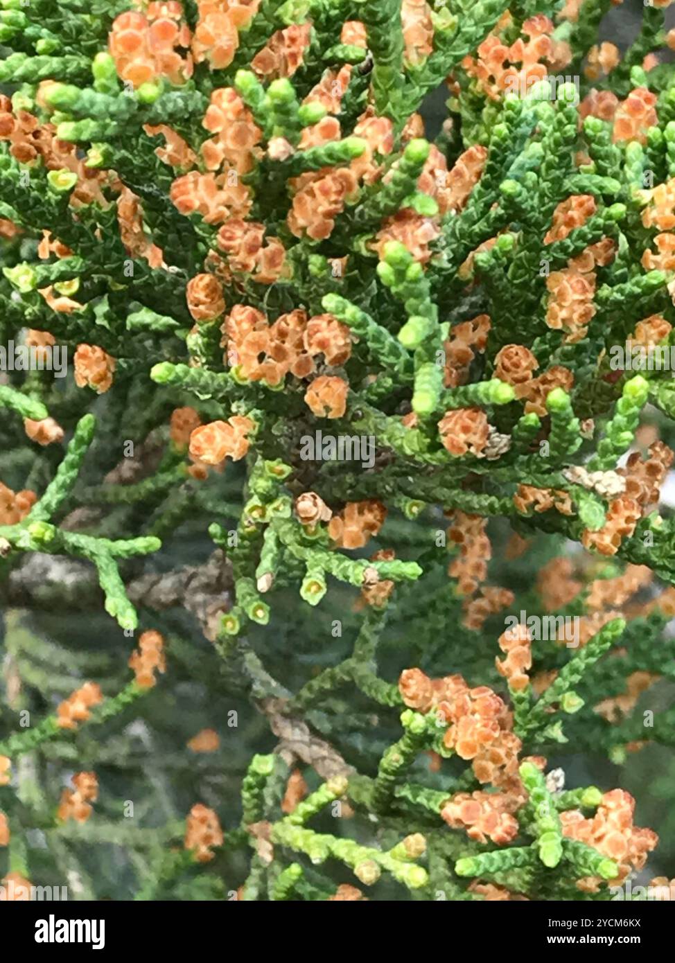 Ashe juniper (Juniperus ashei) Plantae Stock Photo - Alamy