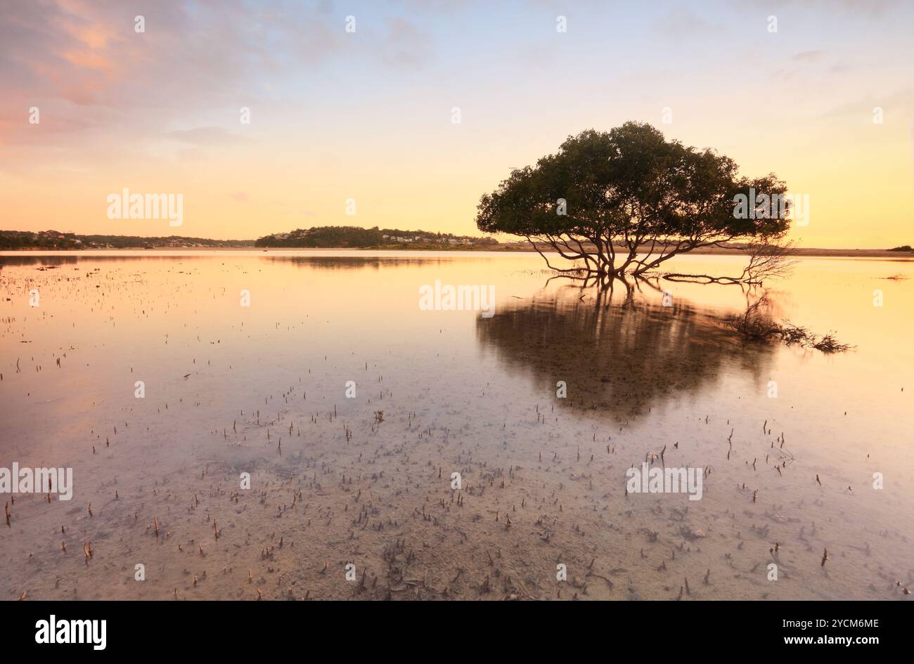 Single mangrove tree and its distinctive peg roots sticking up through ...