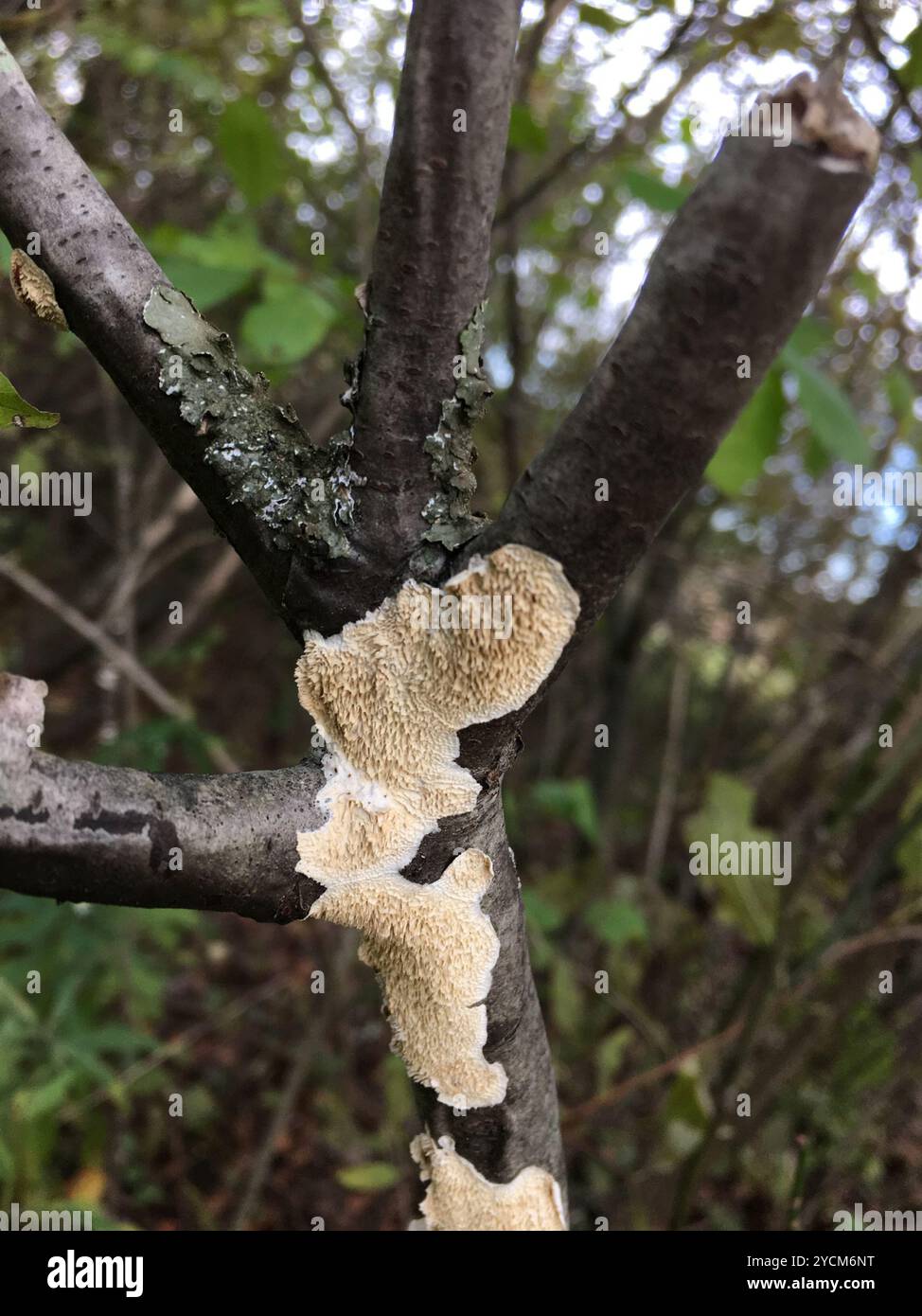 Milk-white Toothed Polypore (Irpex lacteus) Fungi Stock Photo - Alamy