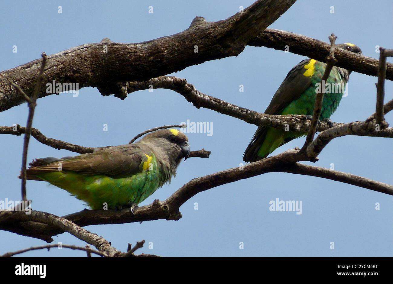 Uganda Brown Parrot (Poicephalus meyeri saturatus) Aves Stock Photo - Alamy