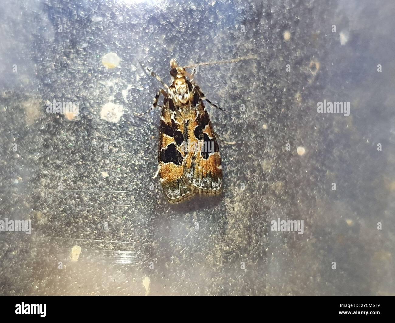 Boot Scoparia (Scoparia ustimacula) Insecta Stock Photo - Alamy