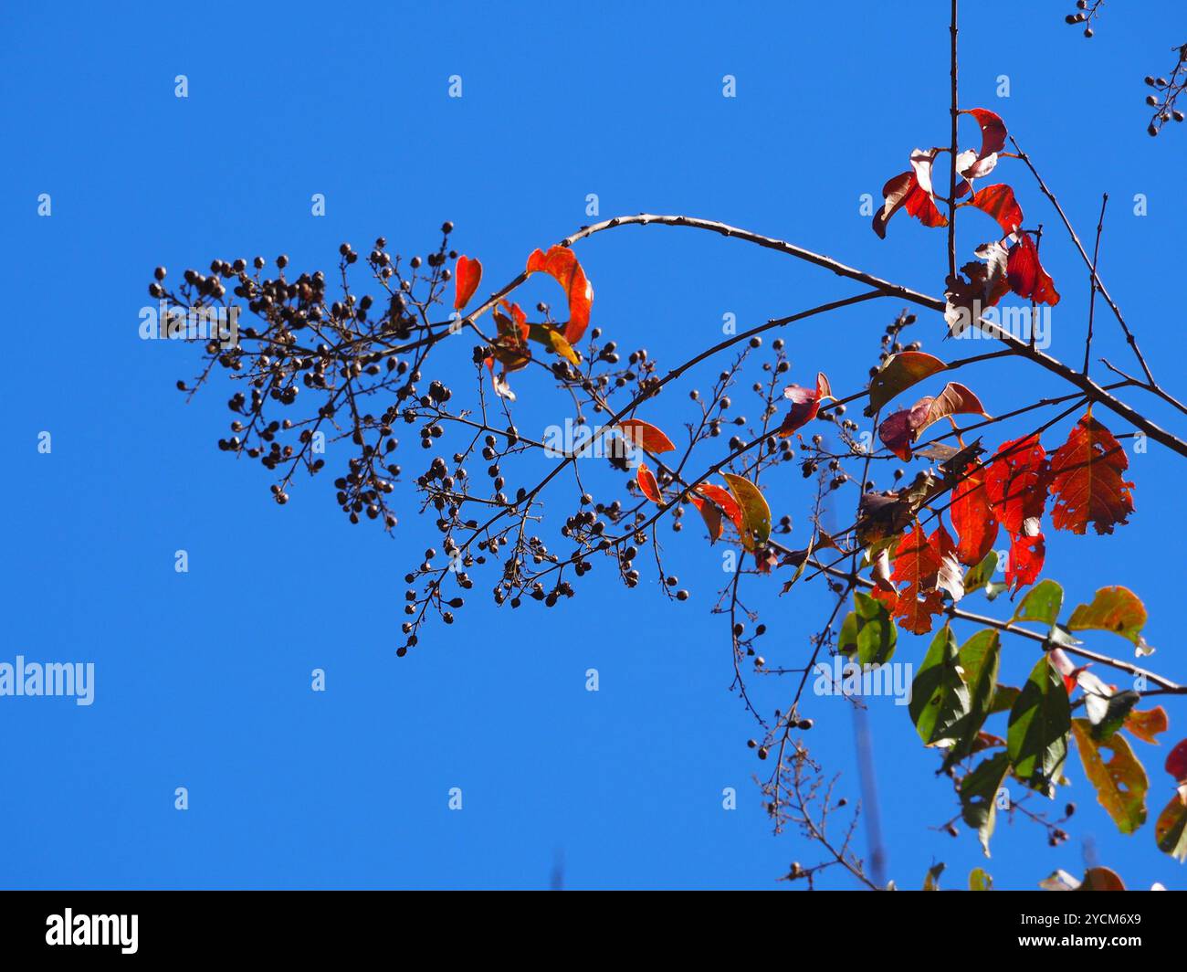 Subcostate Crape Myrtle (Lagerstroemia subcostata) Plantae Stock Photo ...