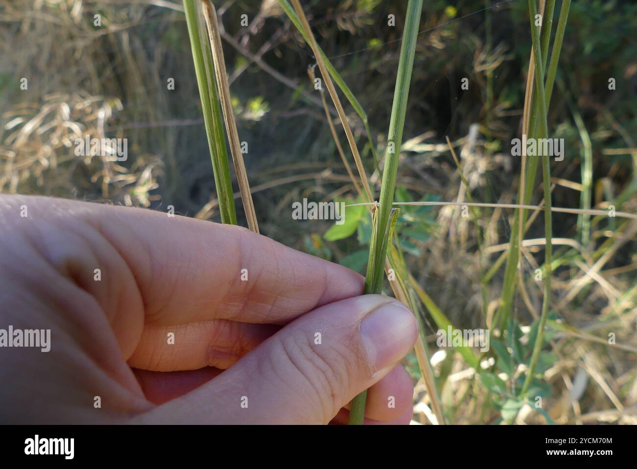 Intermediate Wheatgrass (Thinopyrum intermedium) Plantae Stock Photo ...