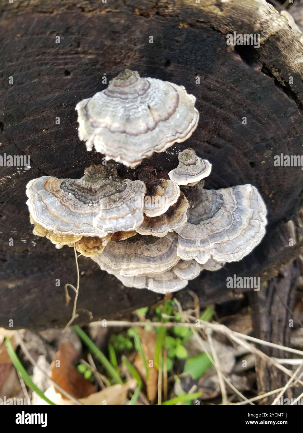 turkey-tail (Trametes versicolor) Fungi Stock Photo - Alamy