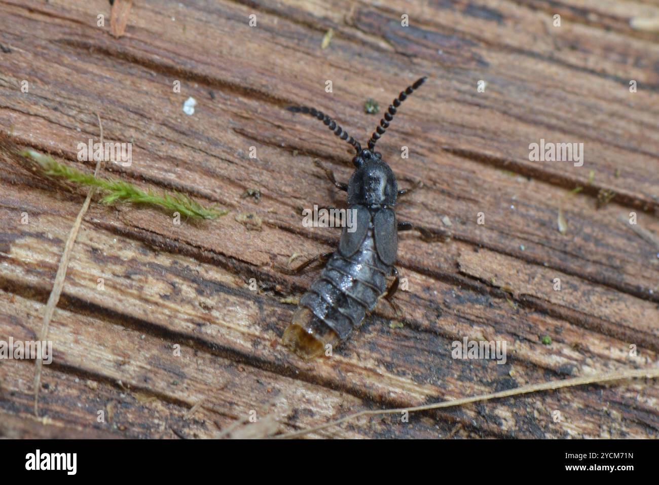 Lesser Black Glow-worm (Phosphaenus hemipterus) Insecta Stock Photo - Alamy