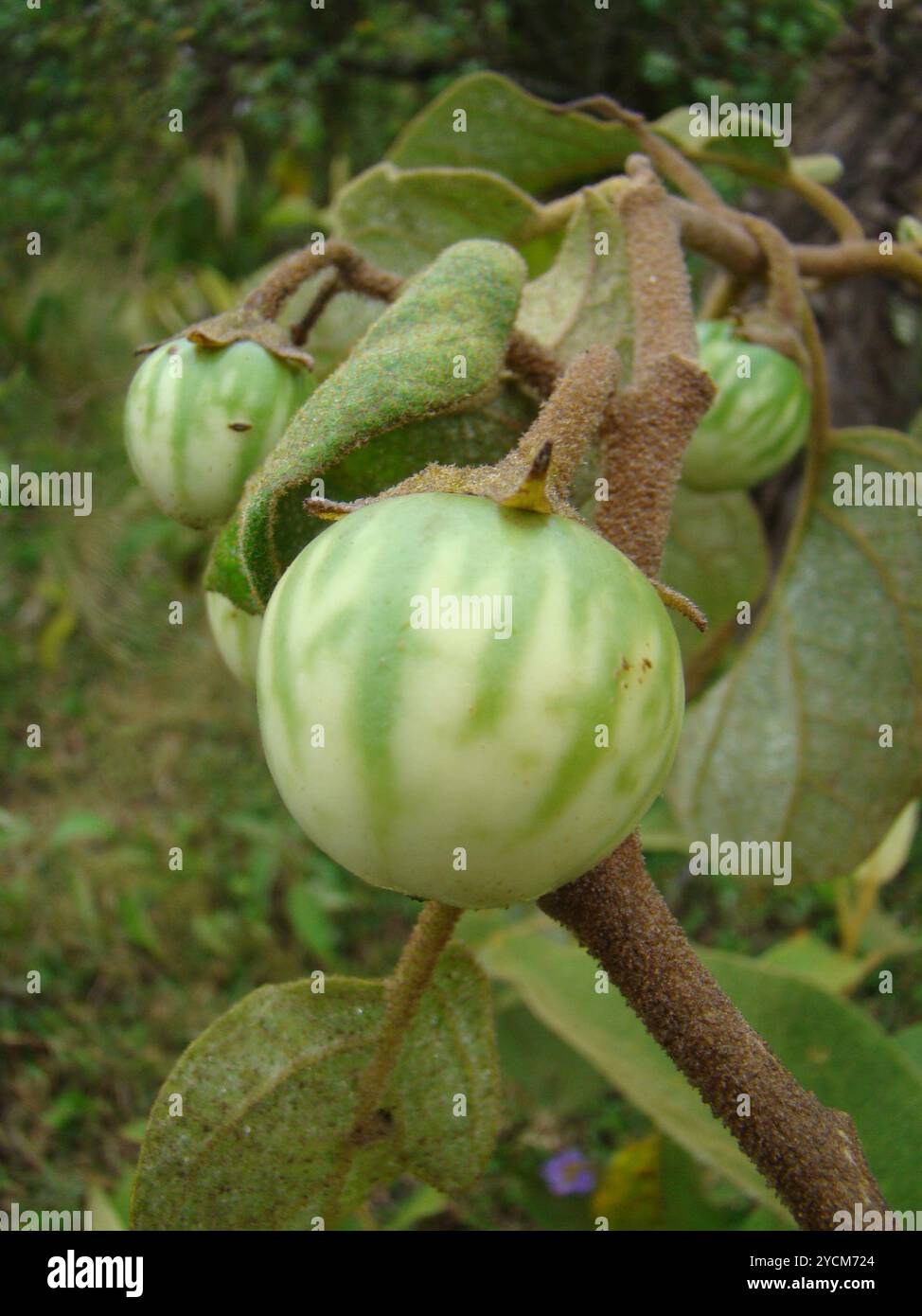 nightshades (Solanum) Plantae Stock Photo - Alamy
