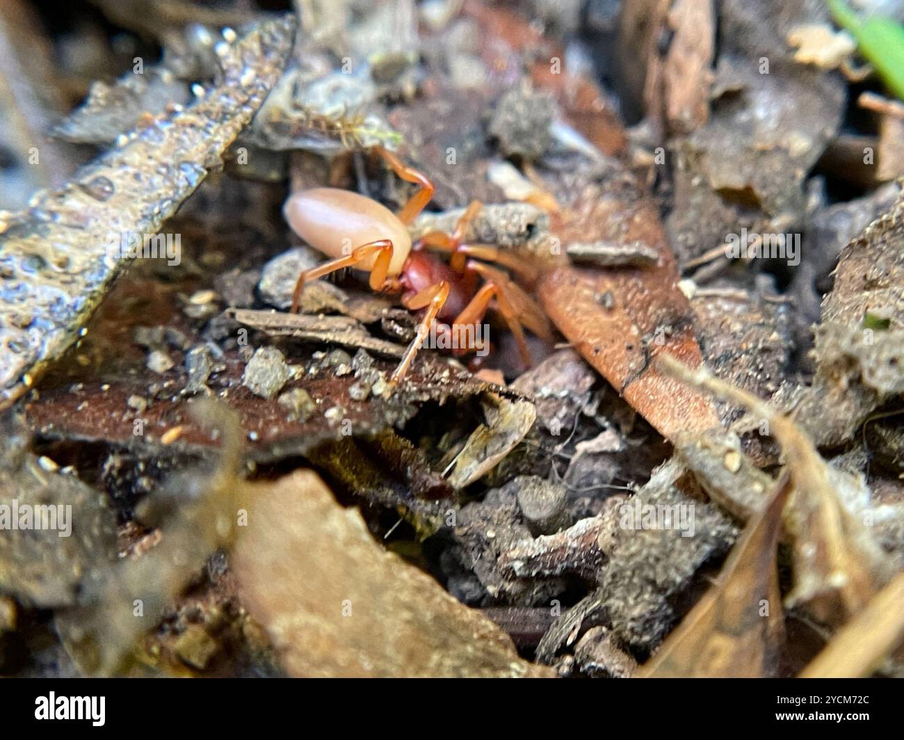 Woodlouse Spider (Dysdera crocata) Arachnida Stock Photo - Alamy