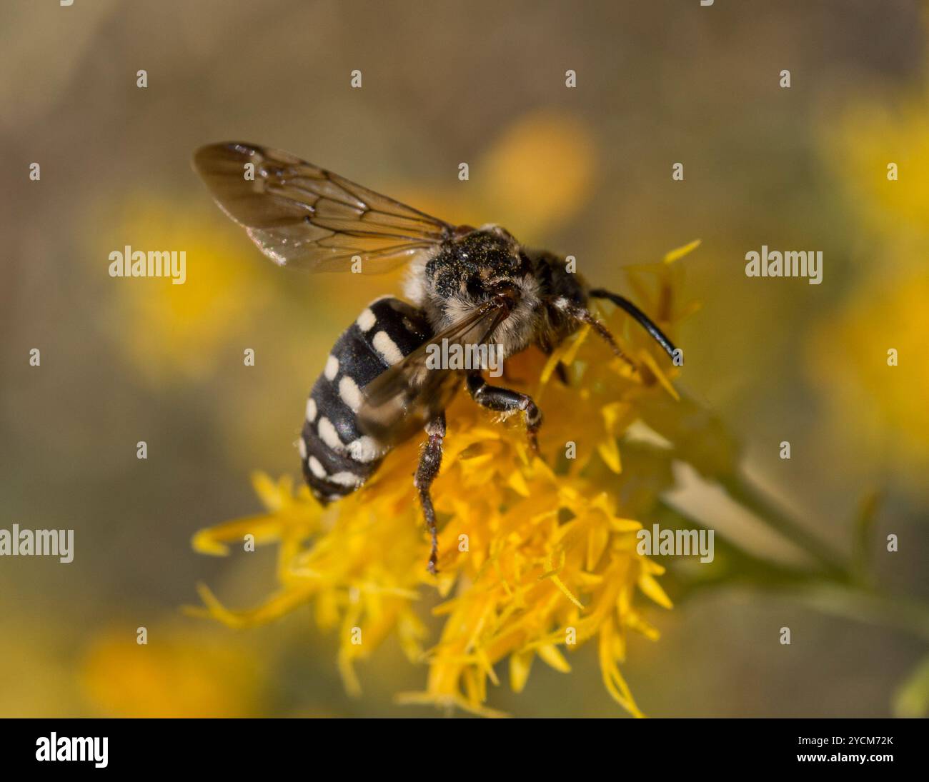 California Digger-cuckoo Bee (Brachymelecta californica) Insecta Stock ...