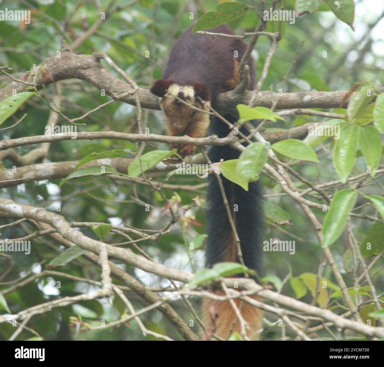 Indian Giant Squirrel (Ratufa indica) Mammalia Stock Photo - Alamy