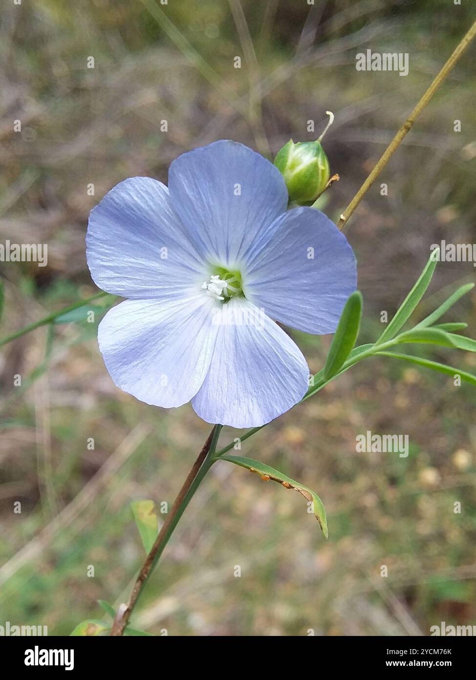 Australian Flax (Linum marginale) Plantae Stock Photo - Alamy