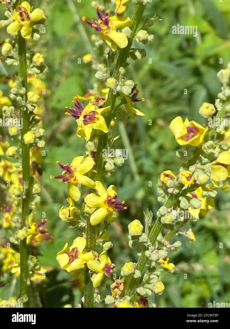 Dark Mullein (Verbascum nigrum) Plantae Stock Photo - Alamy