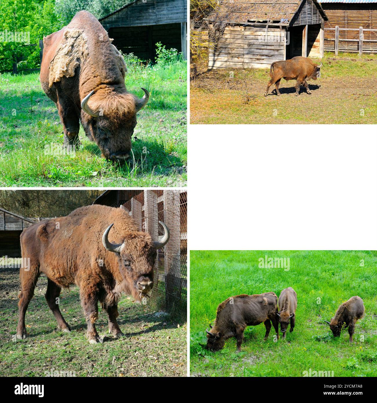 A large male, female and cubs of European bison in a reserve in Moldova ...
