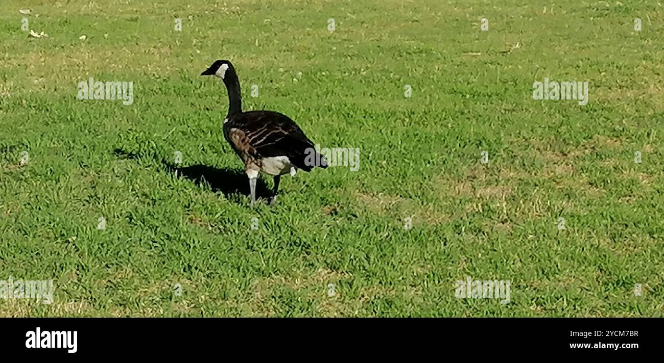 Giant Canada Goose (Branta canadensis maxima) Aves Stock Photo - Alamy