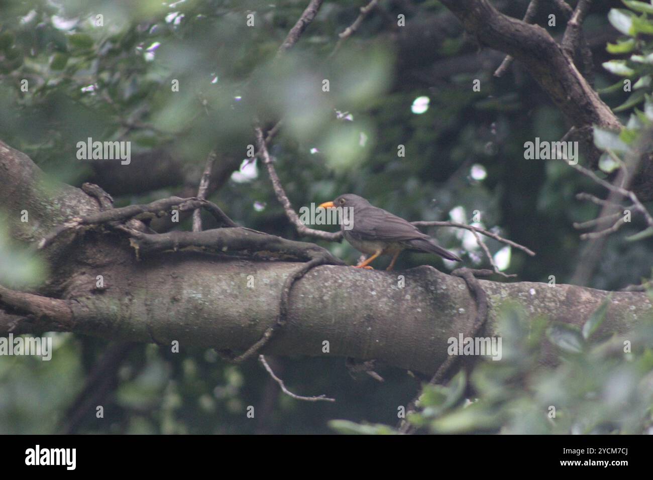 Karoo thrush hi-res stock photography and images - Alamy