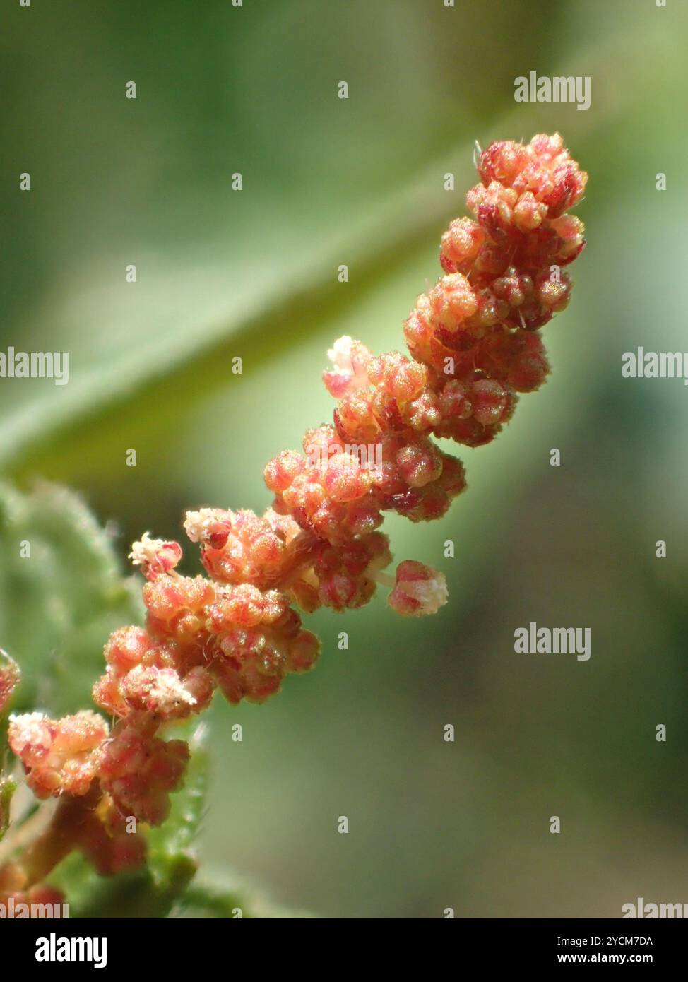 Asian Copperleaf (Acalypha australis) Plantae Stock Photo - Alamy