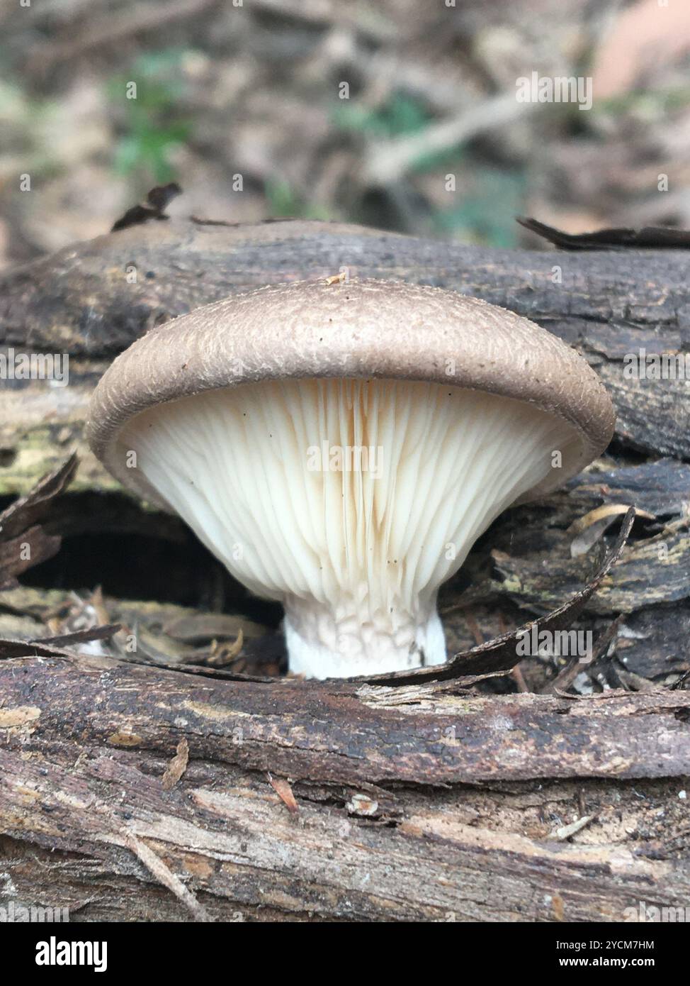 Brown Oyster Mushroom (Pleurotus australis) Fungi Stock Photo - Alamy
