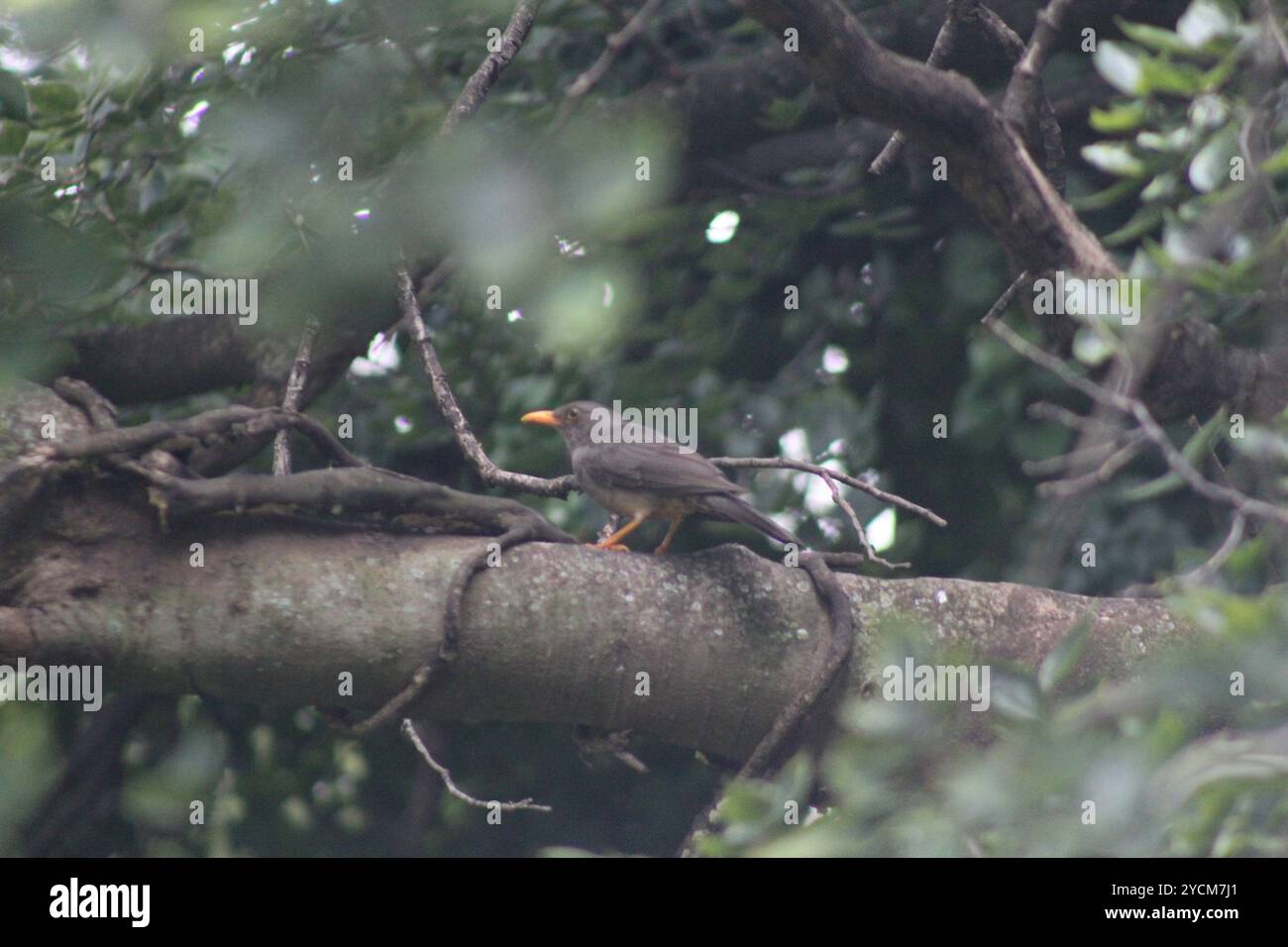 Karoo thrush hi-res stock photography and images - Alamy