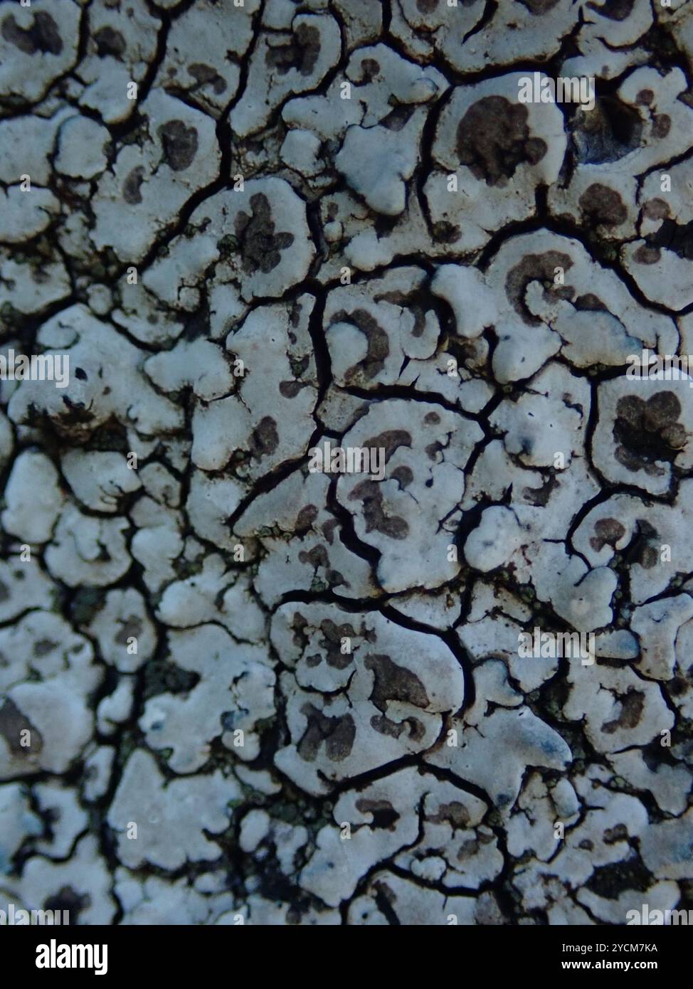 common lichens (Lecanoromycetes) Fungi Stock Photo - Alamy