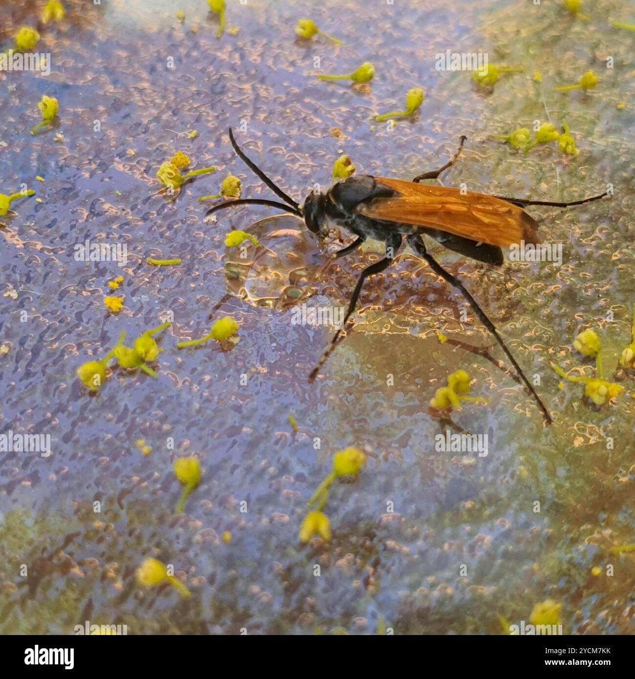 Spider Wasps (Pompilidae) Insecta Stock Photo - Alamy
