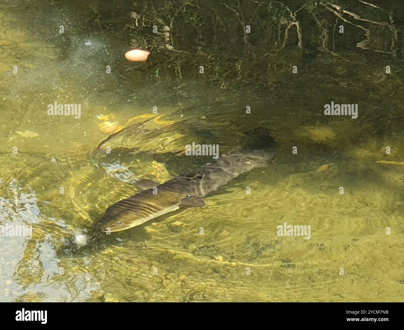 New Zealand Longfin Eel (Anguilla dieffenbachii) Actinopterygii Stock ...