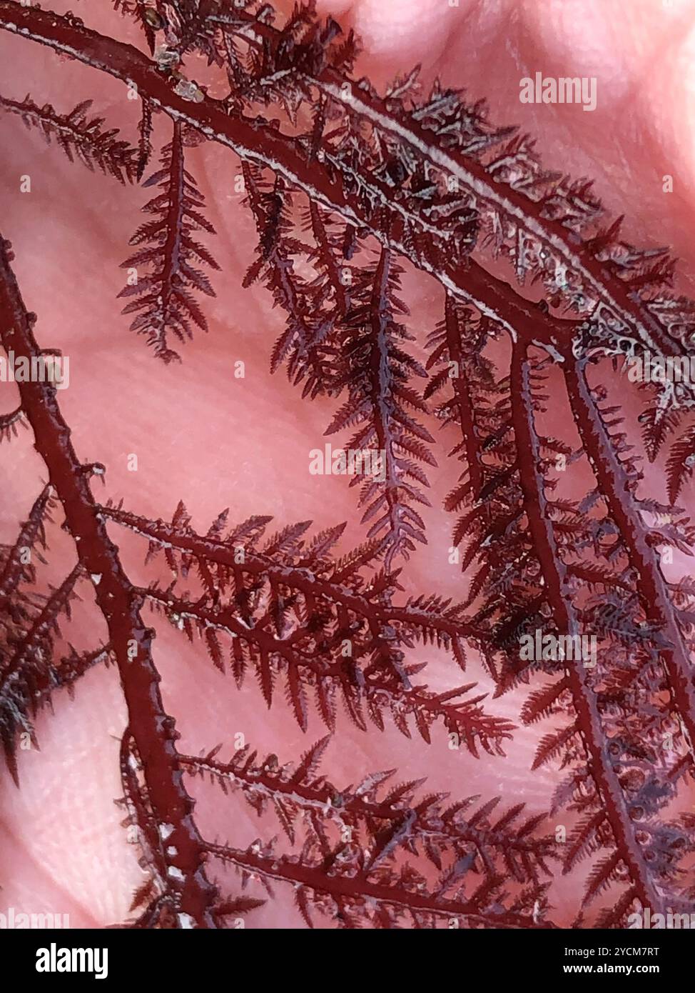 Southern Sea Fern (Ptilota filicina) Plantae Stock Photo - Alamy