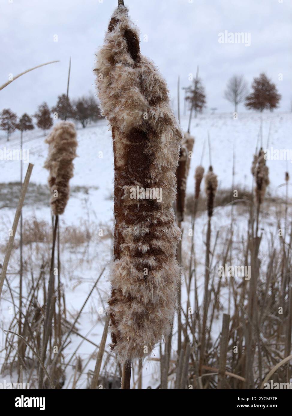 Cattails (Typha) Plantae Stock Photo - Alamy