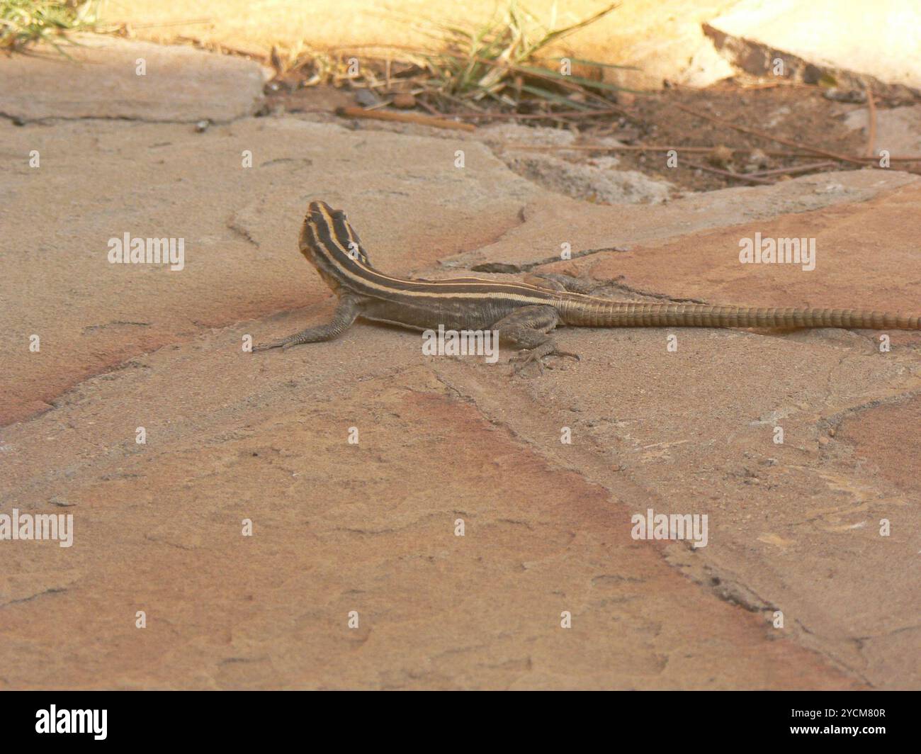 Zimbabwe Flat Lizard (Platysaurus intermedius rhodesianus) Reptilia ...
