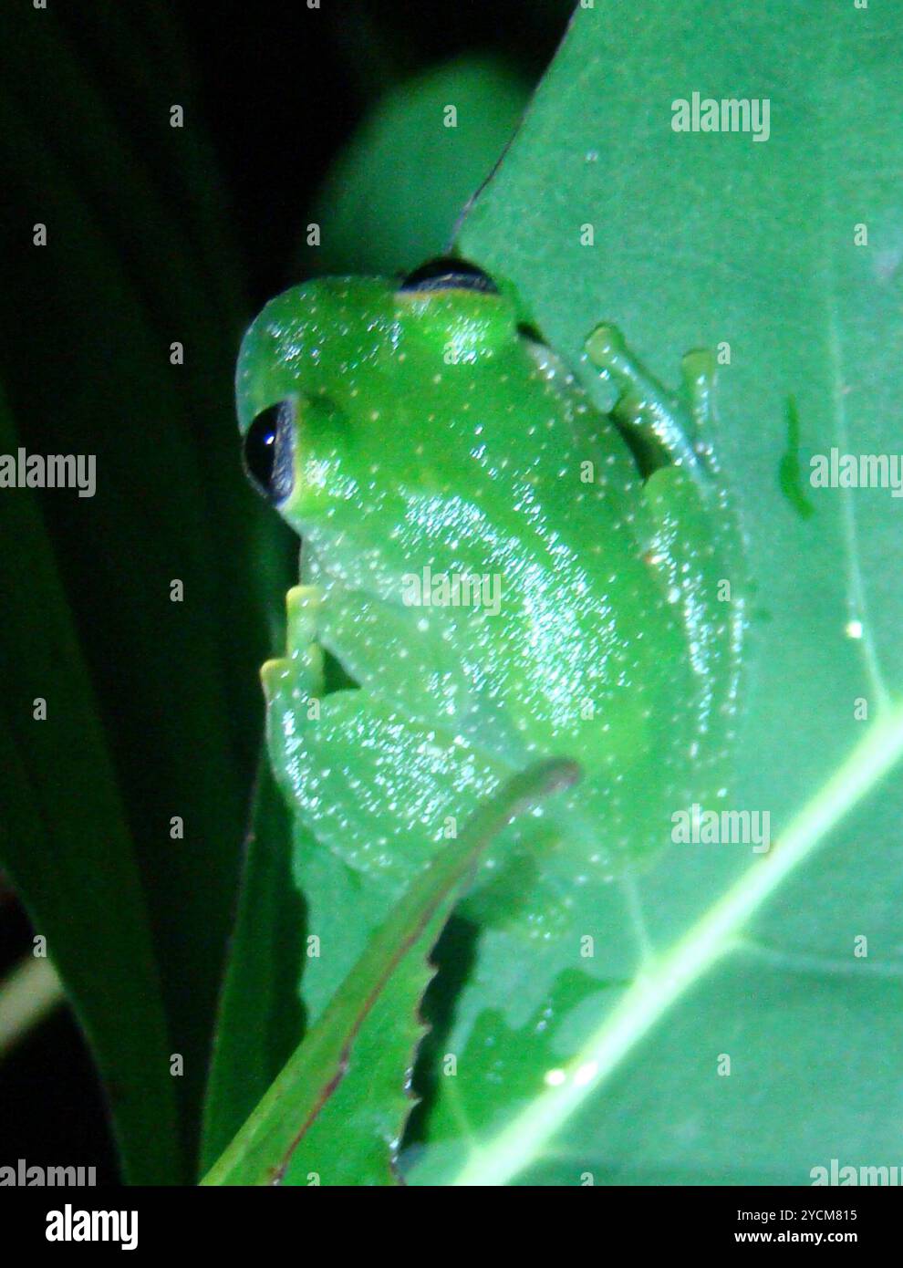 Chiriquí Glass Frog (Teratohyla pulverata) Amphibia Stock Photo - Alamy