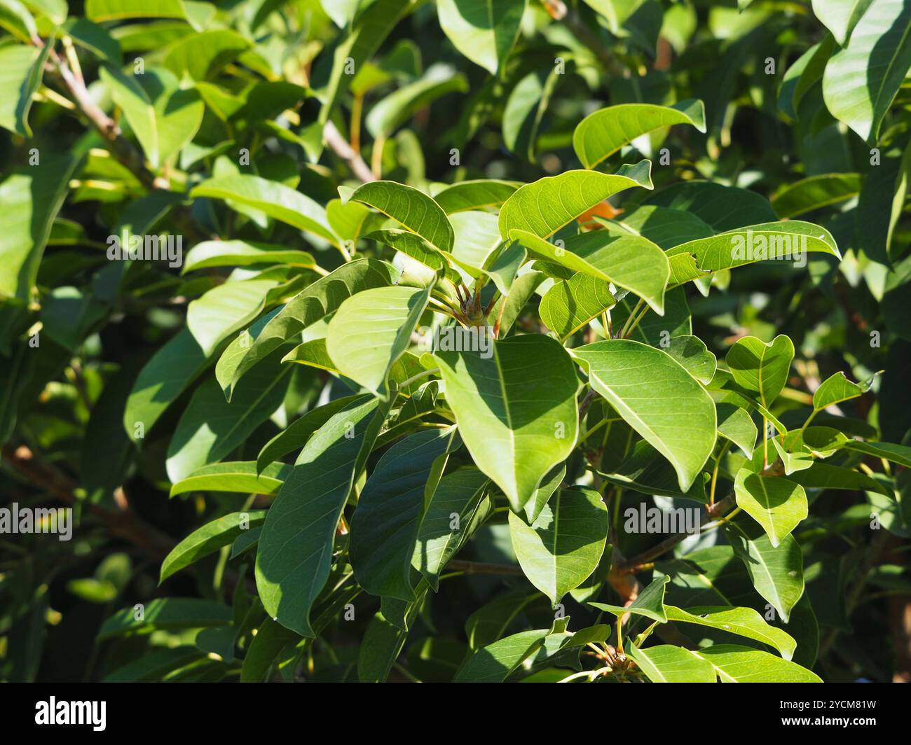 Japanese Superb Fig (Ficus subpisocarpa) Plantae Stock Photo - Alamy