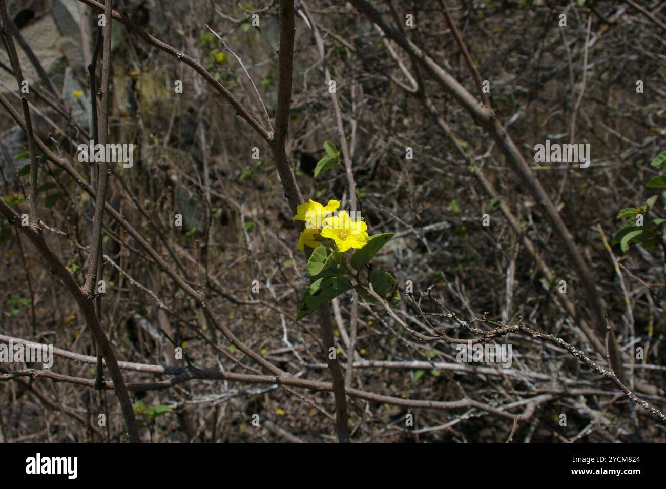 yellow geiger (Cordia lutea) Plantae Stock Photo - Alamy