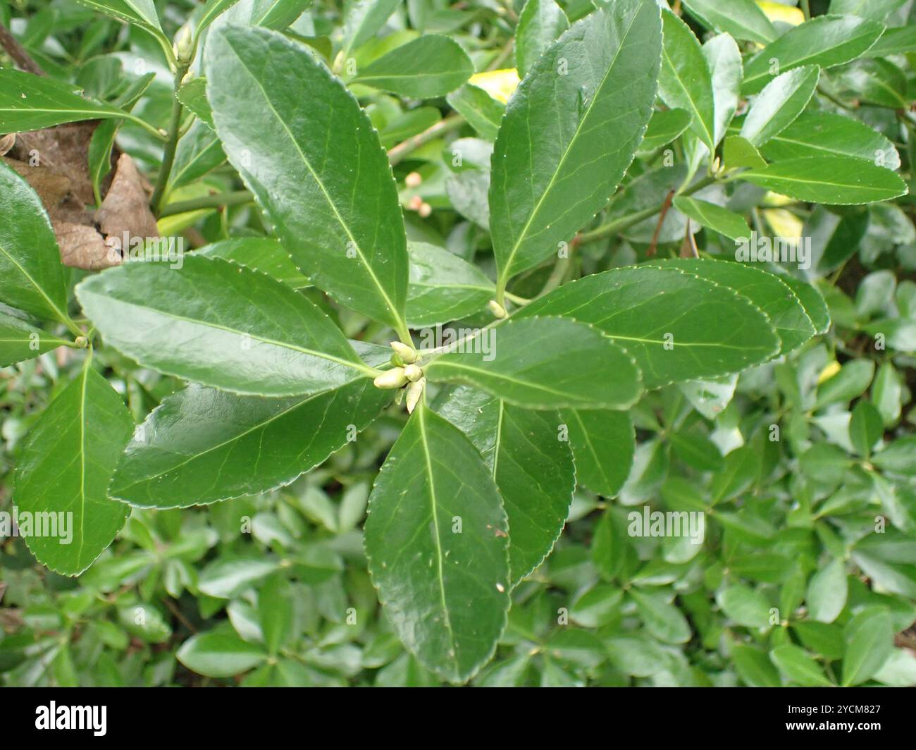 Japanese spindle tree (Euonymus japonicus) Plantae Stock Photo - Alamy