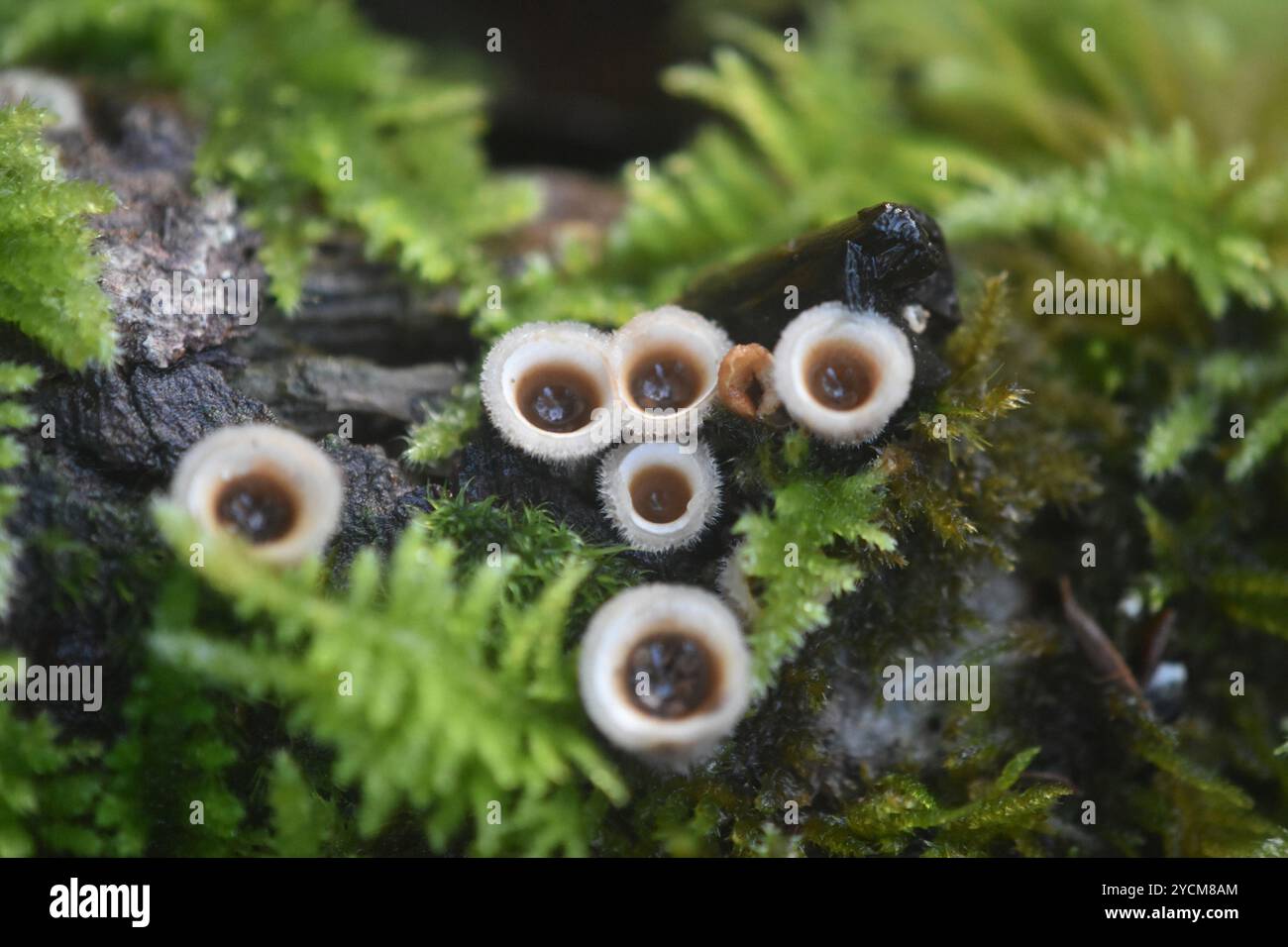 woolly bird's nest fungus (Nidula niveotomentosa) Fungi Stock Photo - Alamy