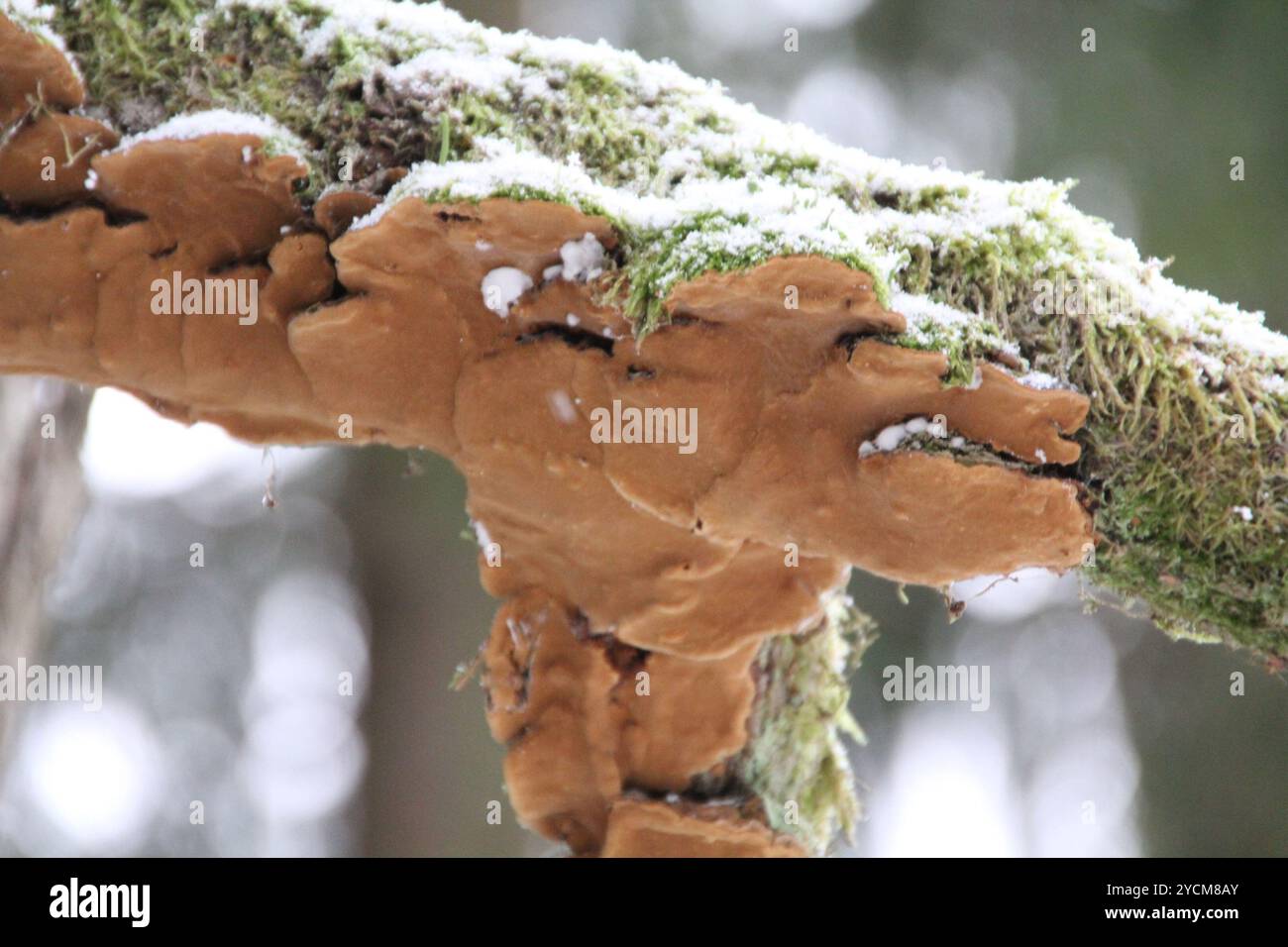 (Phellinopsis conchata) Fungi Stock Photo - Alamy